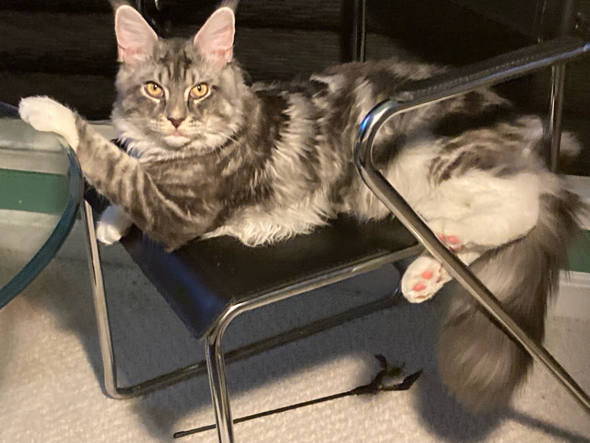 Maine Coon Cats & Kittens for sale Maryland - SheraCoons