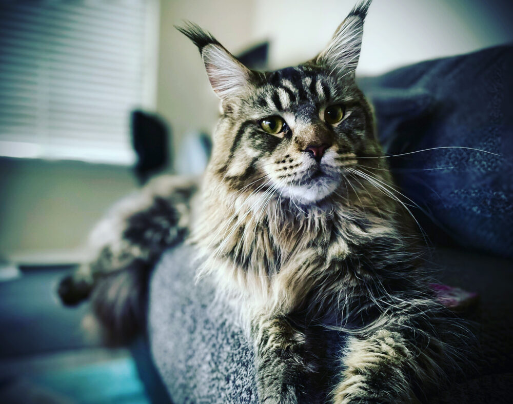 Available Kittens SheraCoons of Maryland - SheraCoons