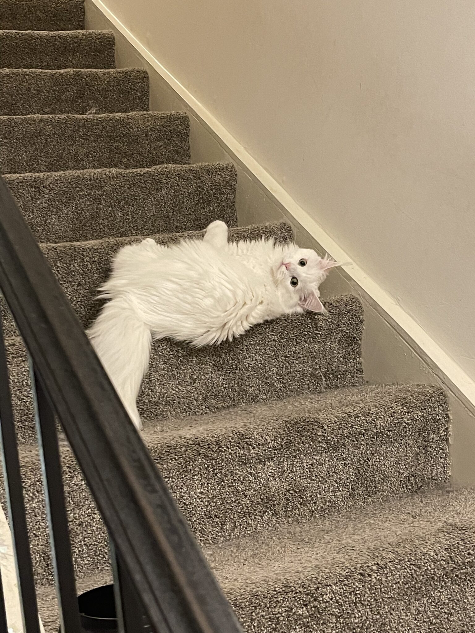 Available Kittens SheraCoons of Maryland - SheraCoons