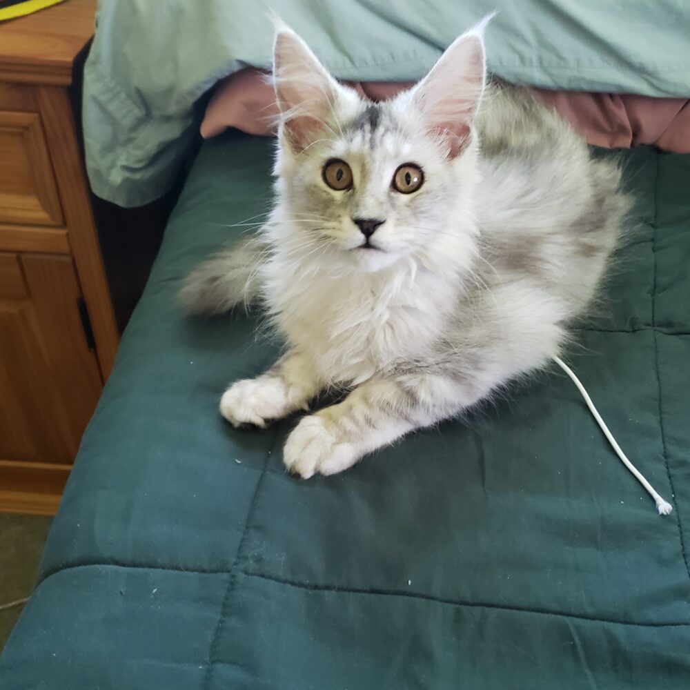 Maine Coon Cats & Kittens for sale Maryland - SheraCoons