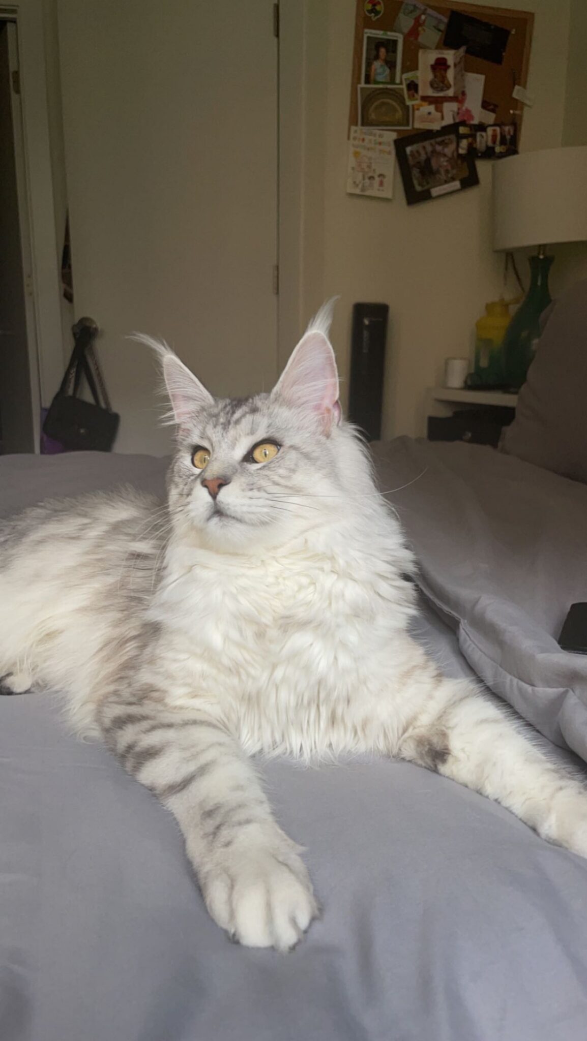 Maine Coon Cats & Kittens for sale Maryland - SheraCoons