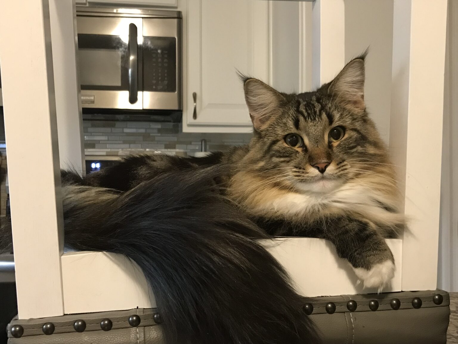 Maine Coon Cats & Kittens for sale Maryland - SheraCoons