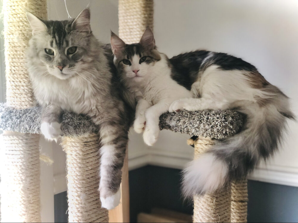 Maine Coon Cats & Kittens for sale Maryland - SheraCoons